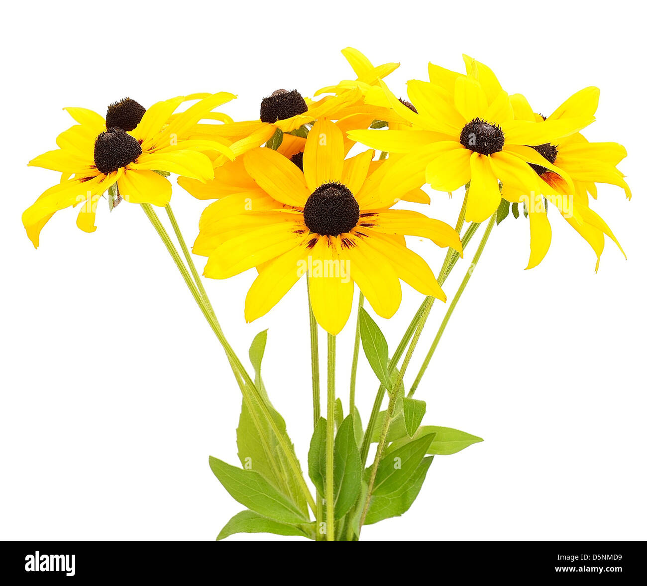 Bouquet of yellow rudbeckia flowers isolated on white background Stock ...