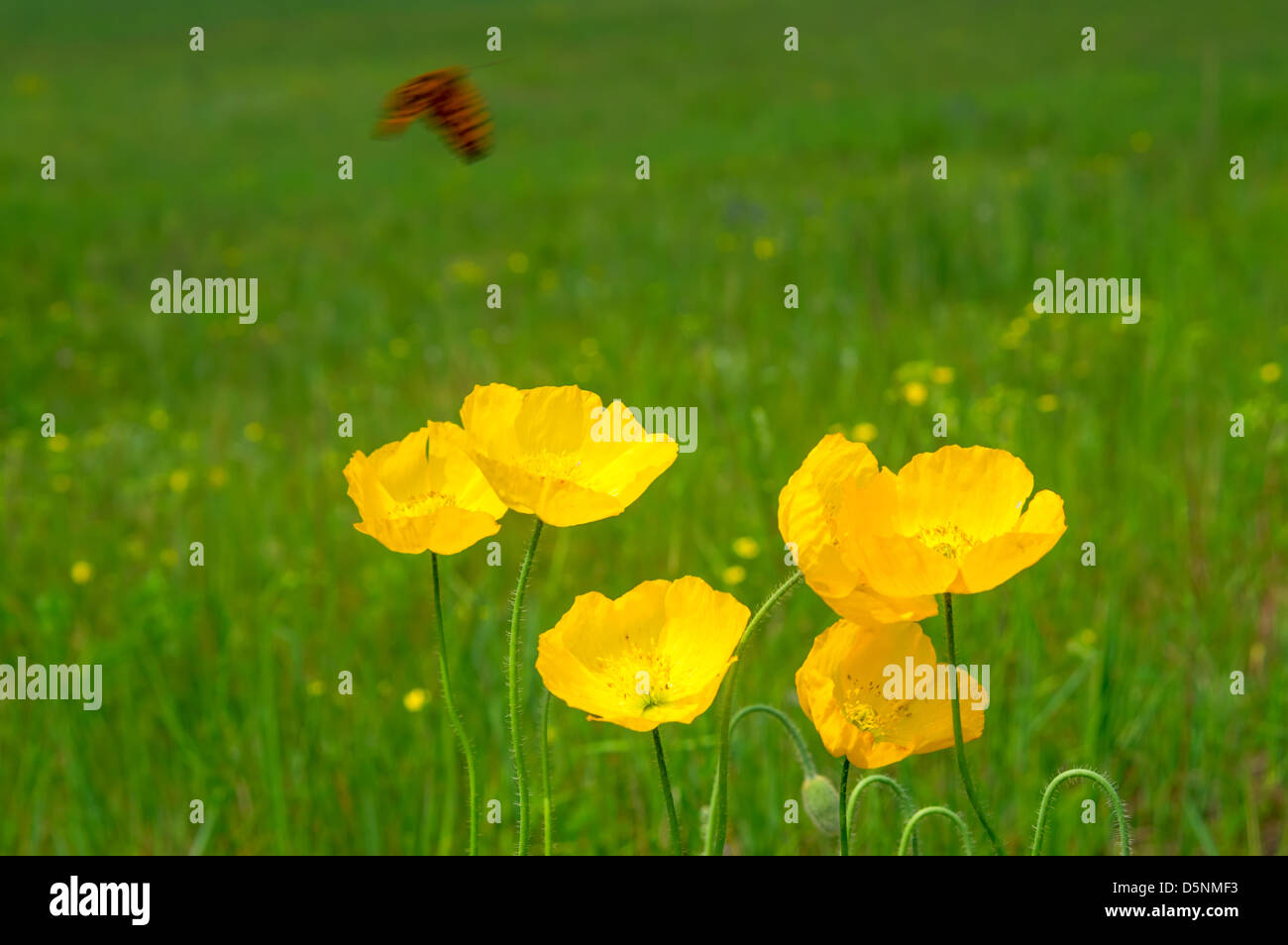 Poppy flower in the sky Stock Photo - Alamy