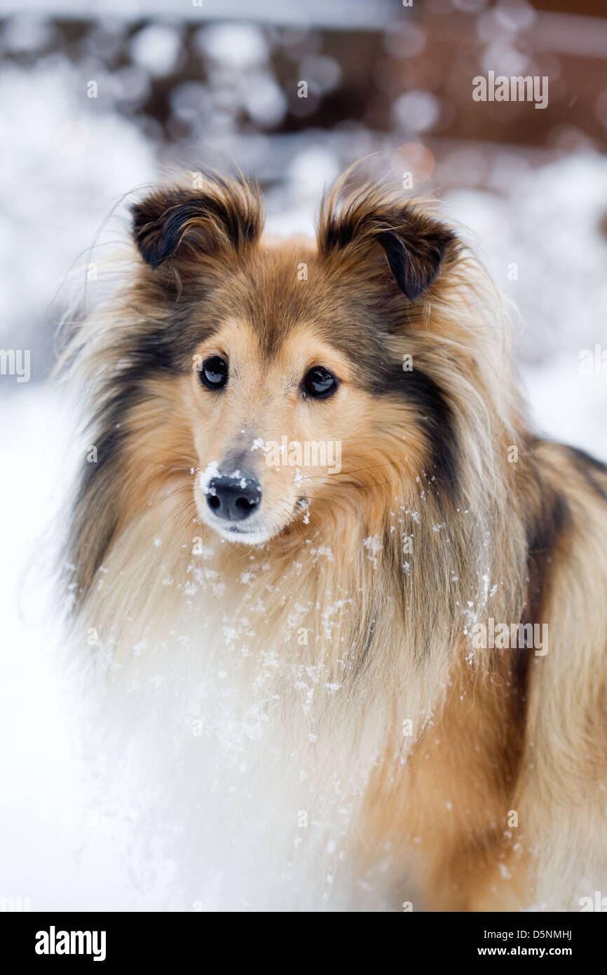 Sheltie outdoors in winter Stock Photo - Alamy