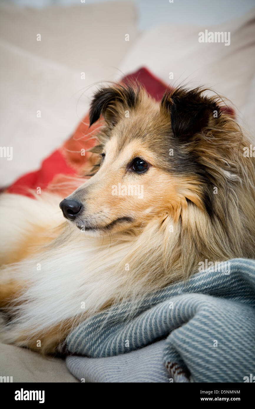 Sheltie laying on the couch Stock Photo - Alamy