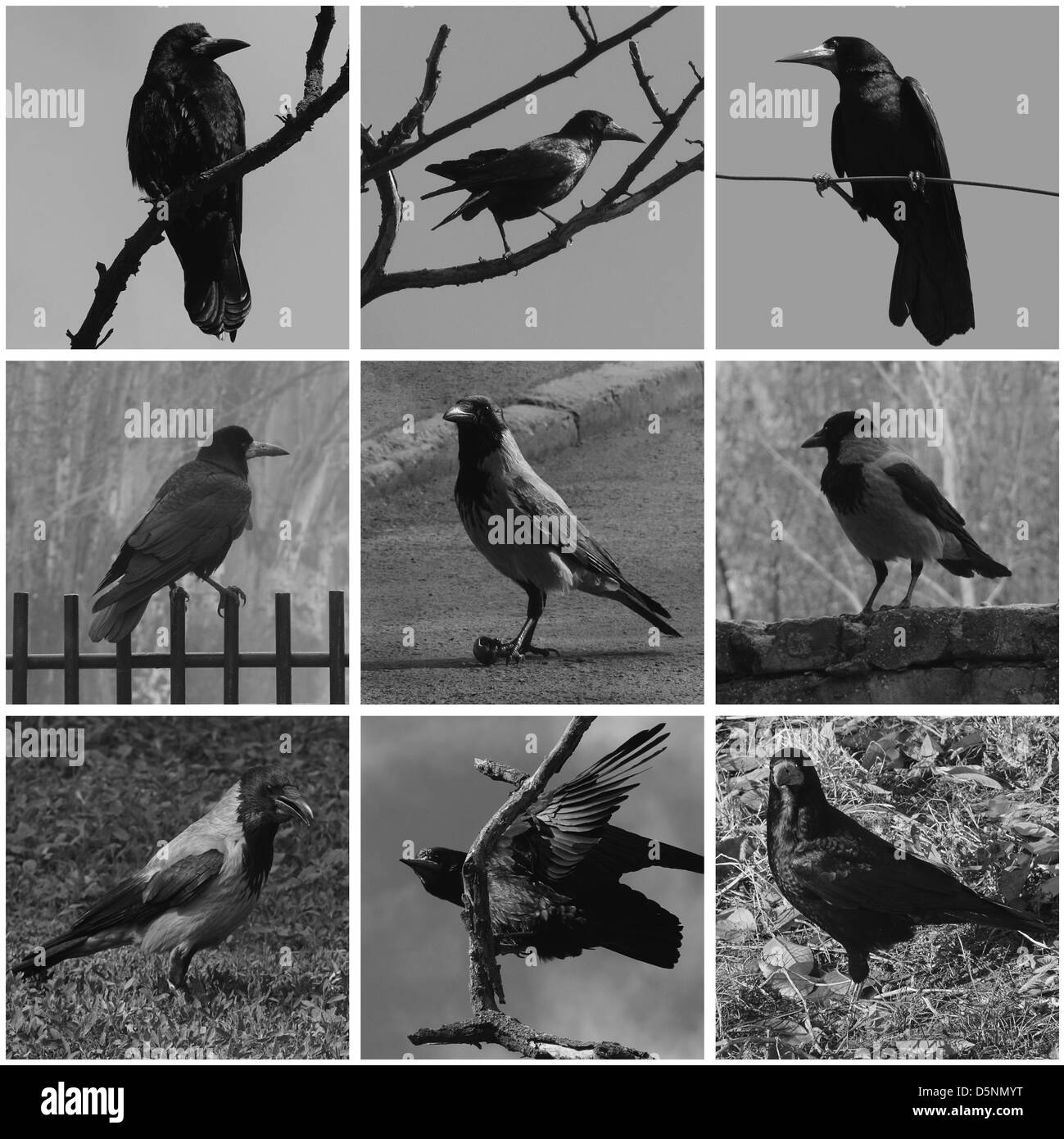 collage with black and white photos of ravens Stock Photo - Alamy