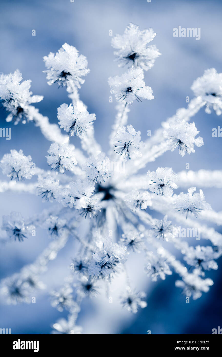 Flower in winter with frozen ice crystals Stock Photo - Alamy