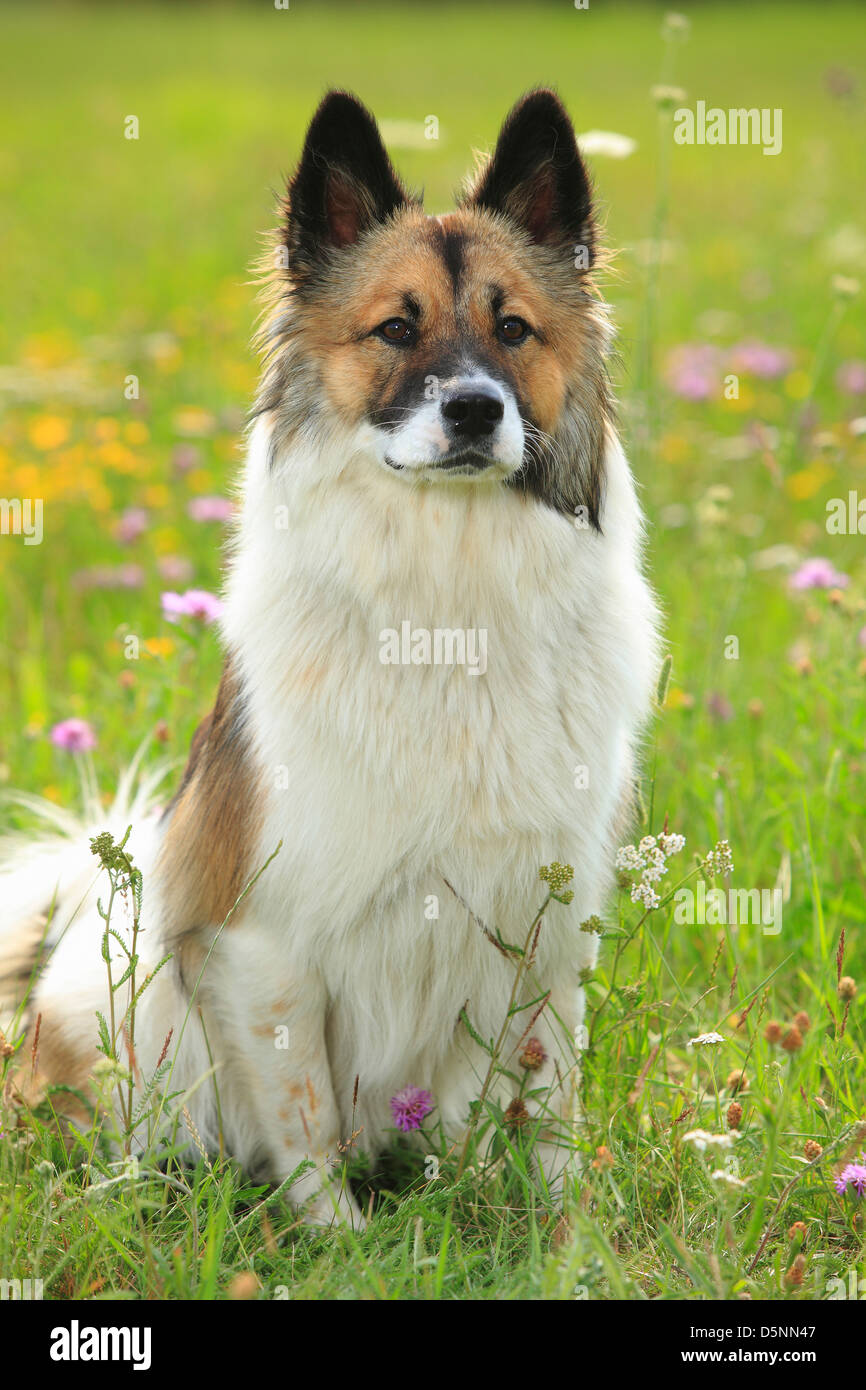 Elo, bitch, 11 months |Elo, Huendin, 11 Monate Stock Photo - Alamy