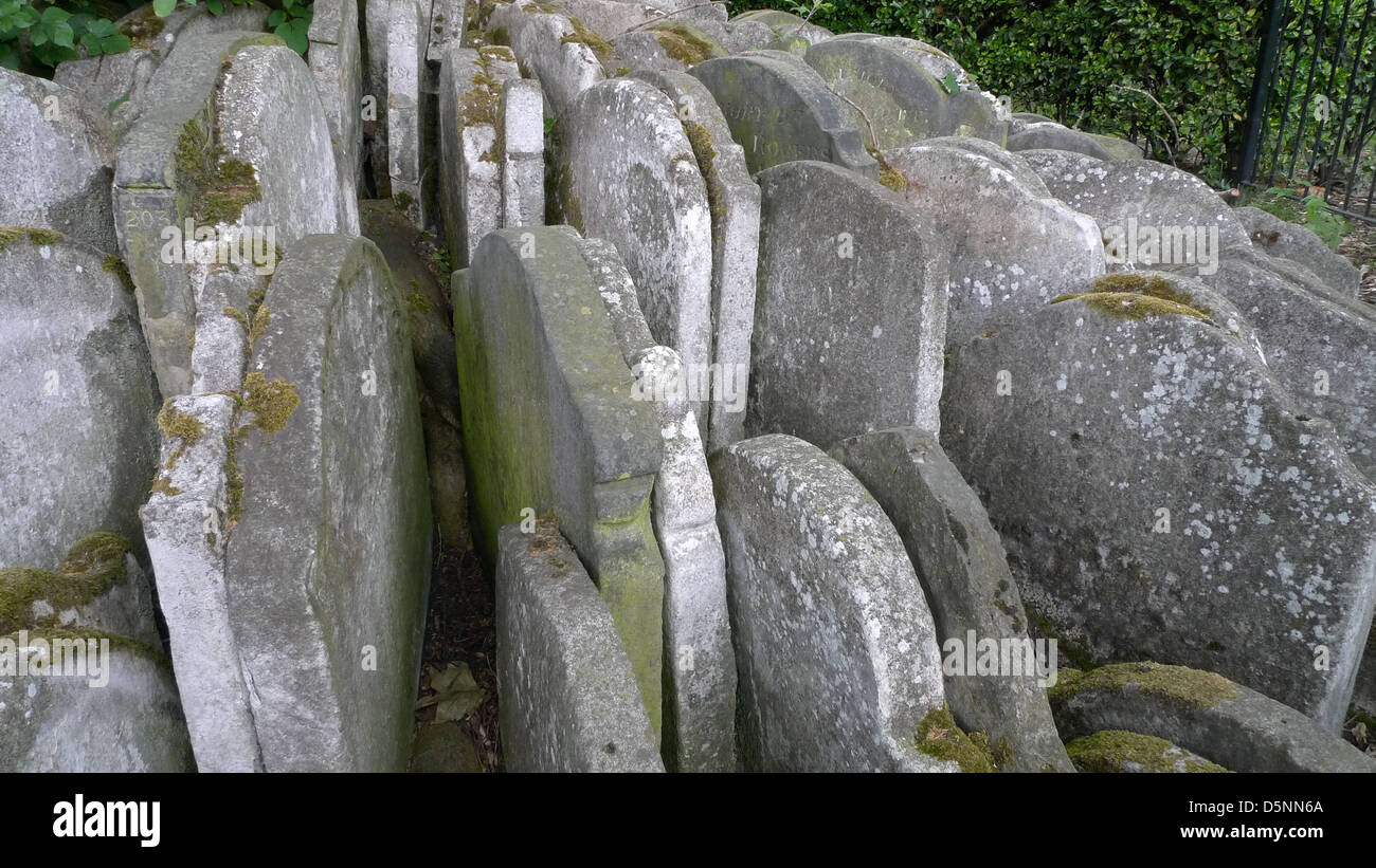 Thomas hardy tree hi-res stock photography and images - Alamy