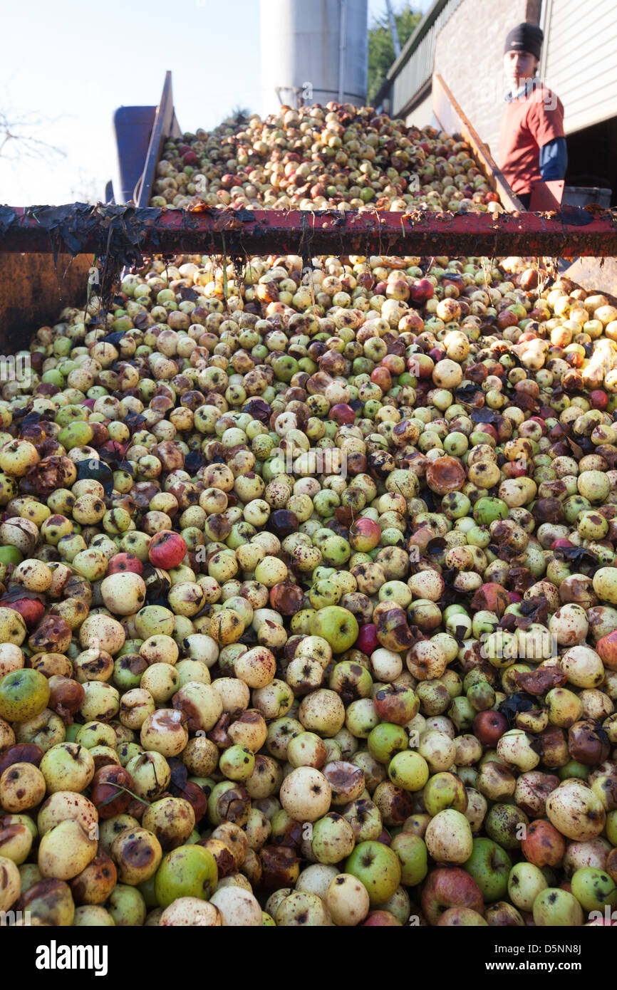 All phases of cider production in the south west UK Stock Photo - Alamy