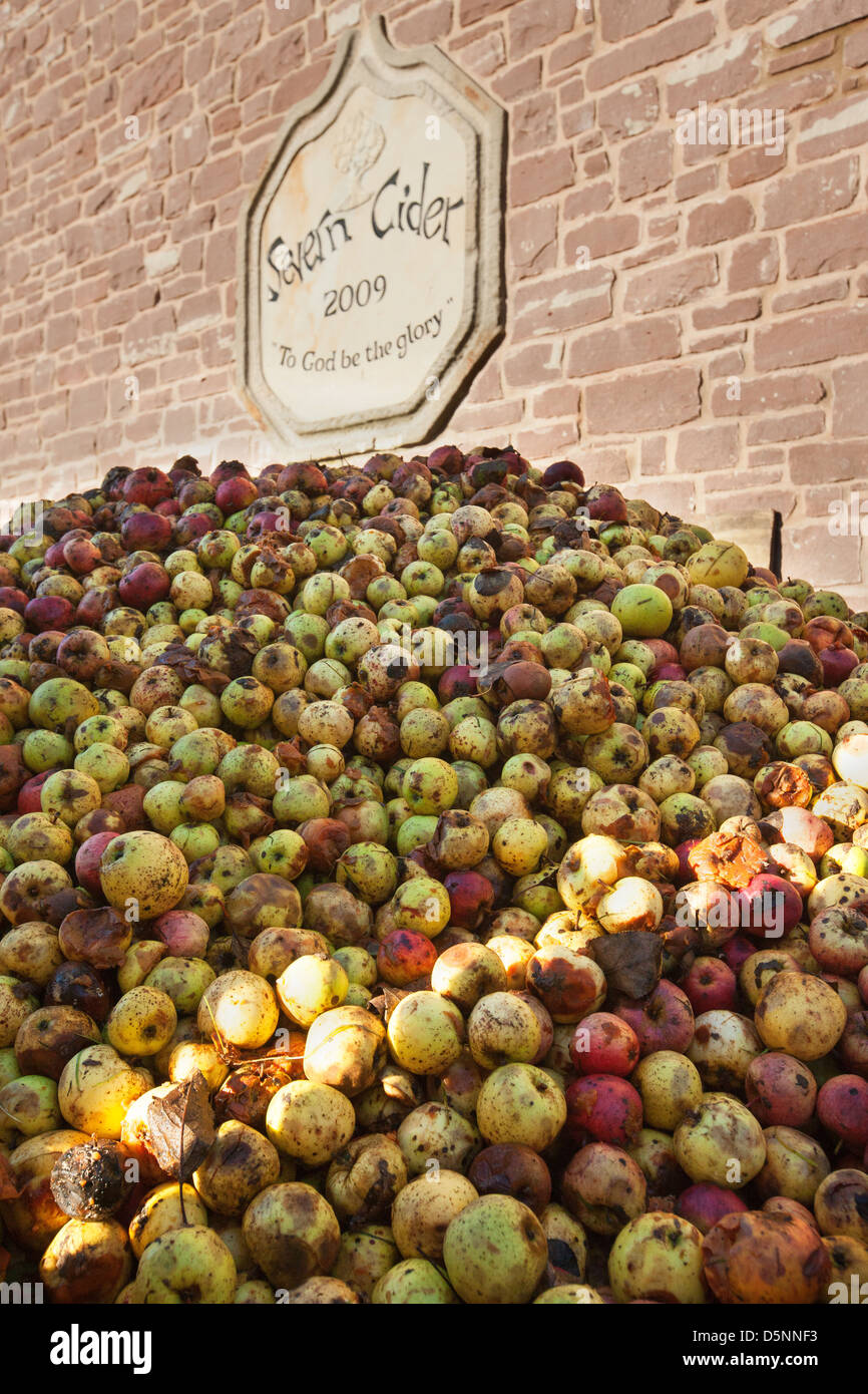 All phases of cider production in the south west UK Stock Photo - Alamy