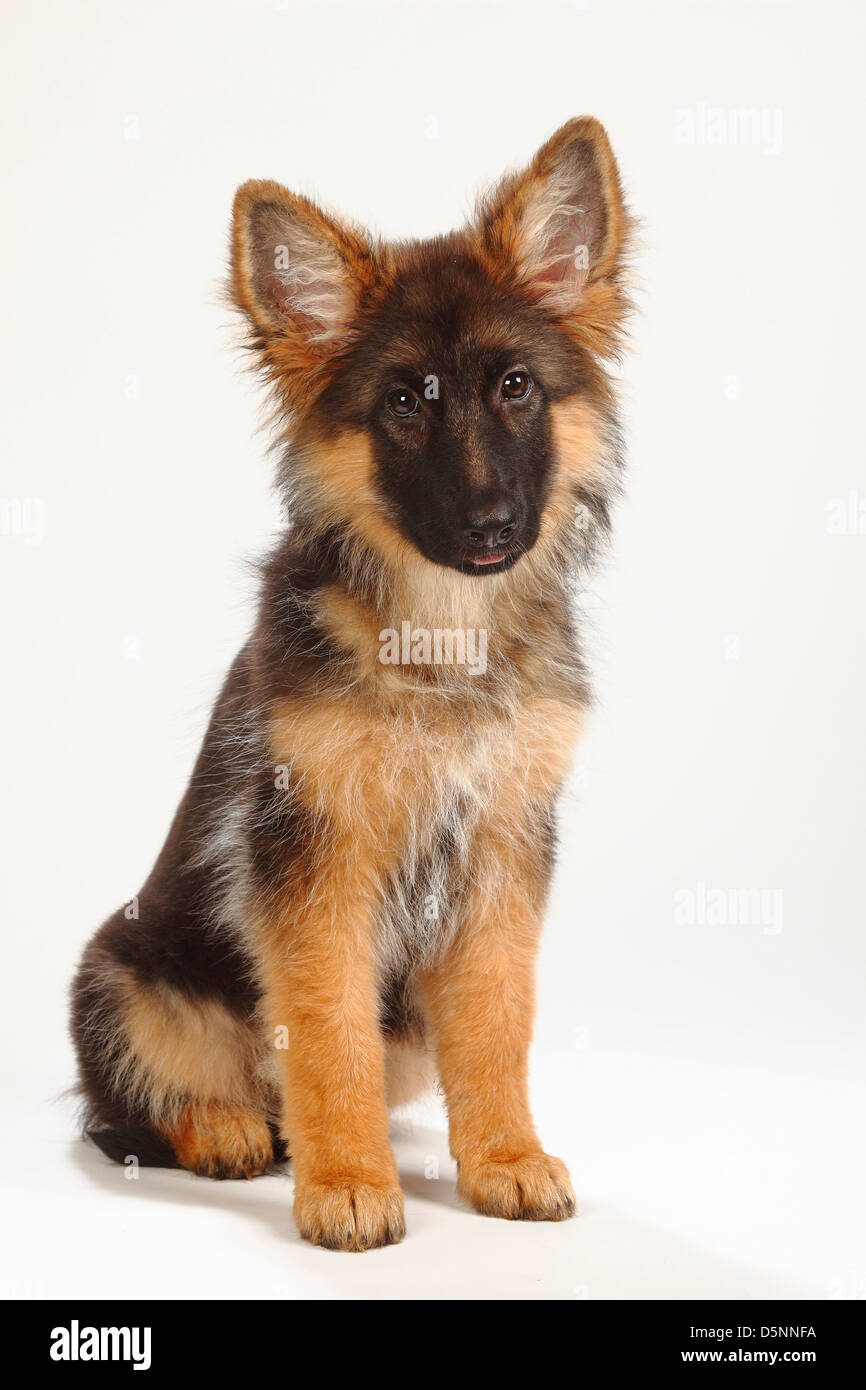 Old german herding dogs hi-res stock photography and images - Alamy