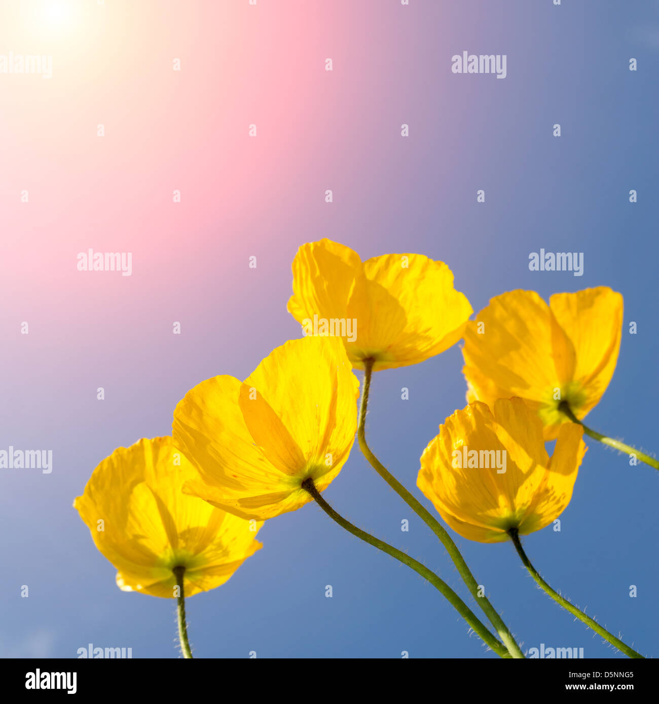 Poppy flower in the sky Stock Photo - Alamy