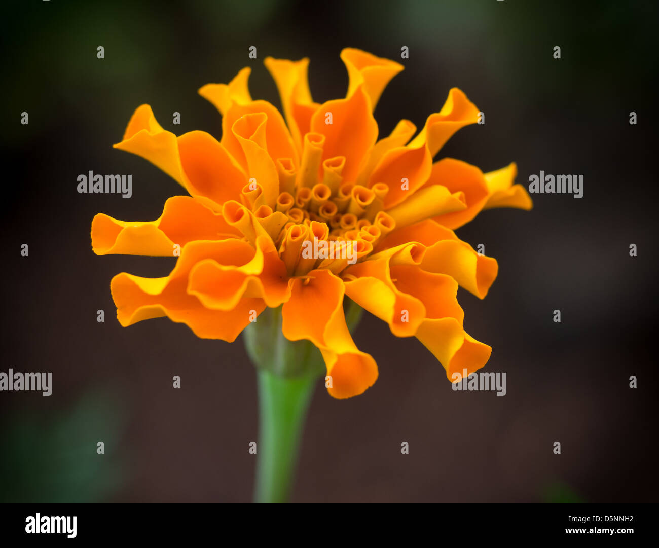 Beautiful Single Marigold Flower Stock Photo - Alamy