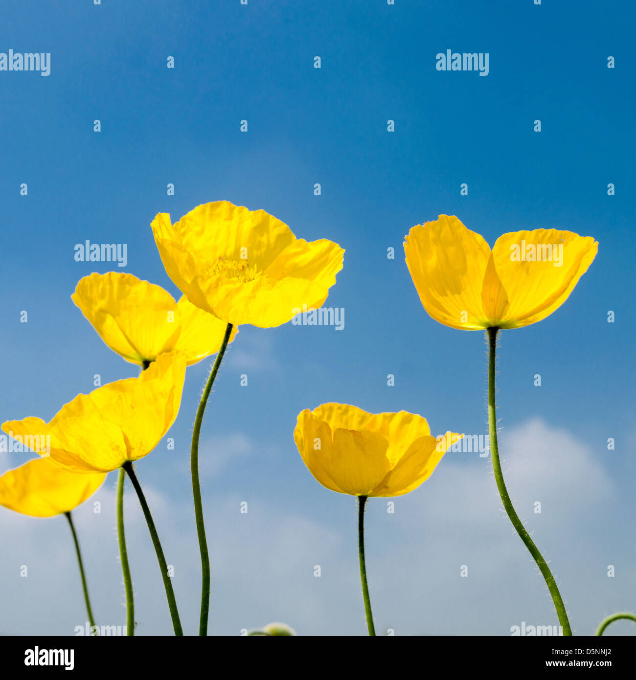 Poppy flower in the sky Stock Photo - Alamy