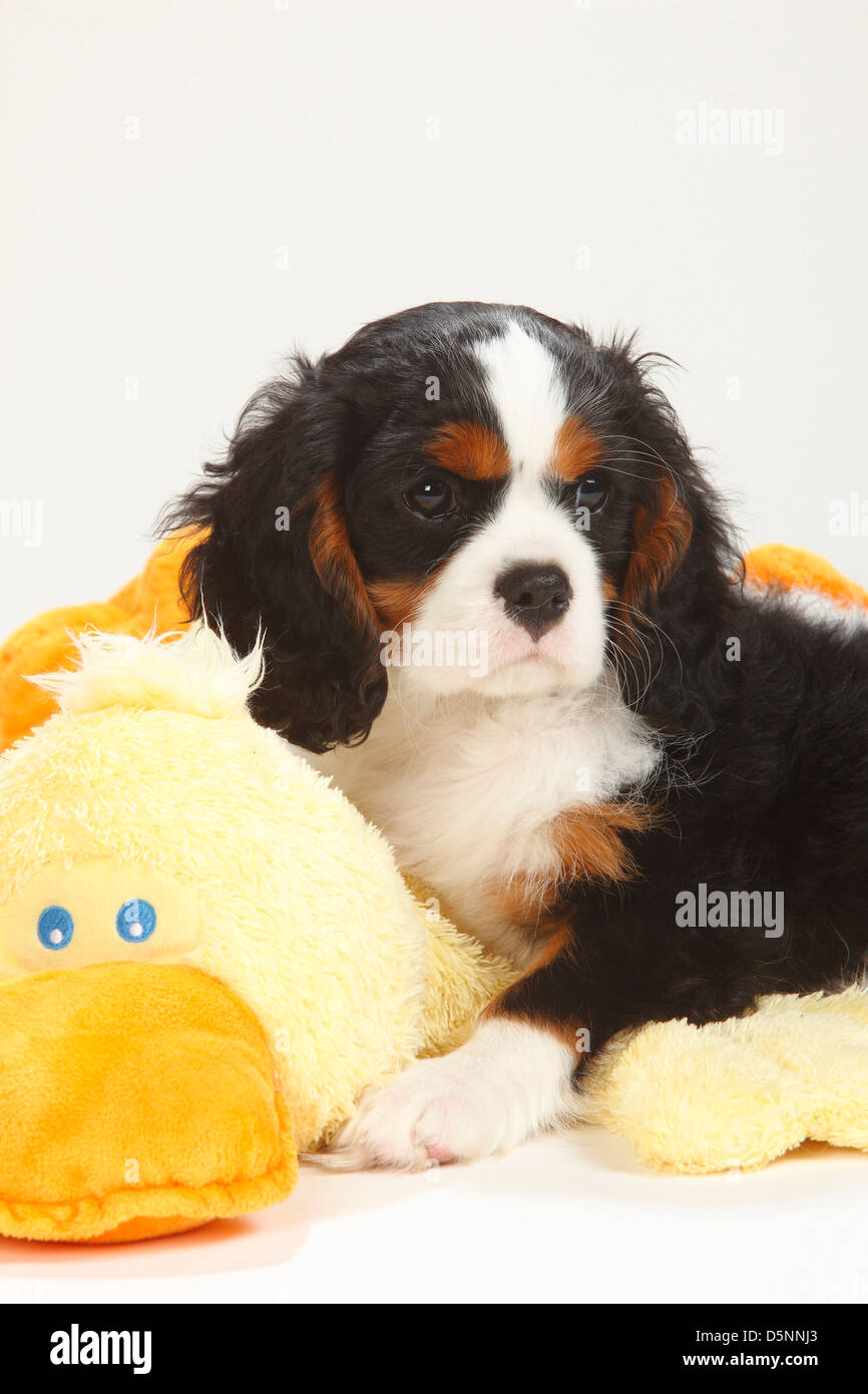 Cavalier King Charles Spaniel, puppy, tricolour, 10 weeks, with cuddle ...