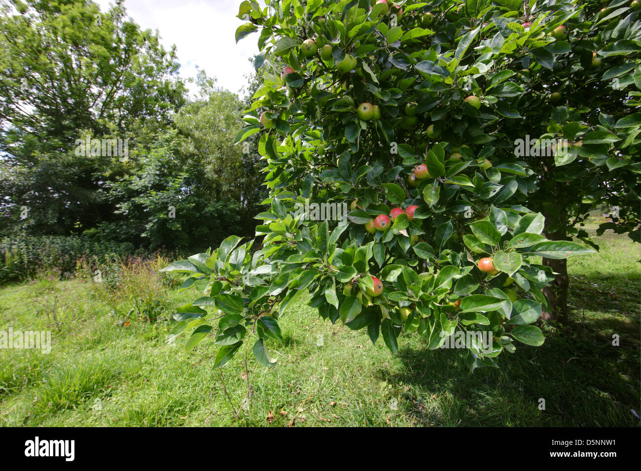 Cider production in south west hi-res stock photography and images - Alamy