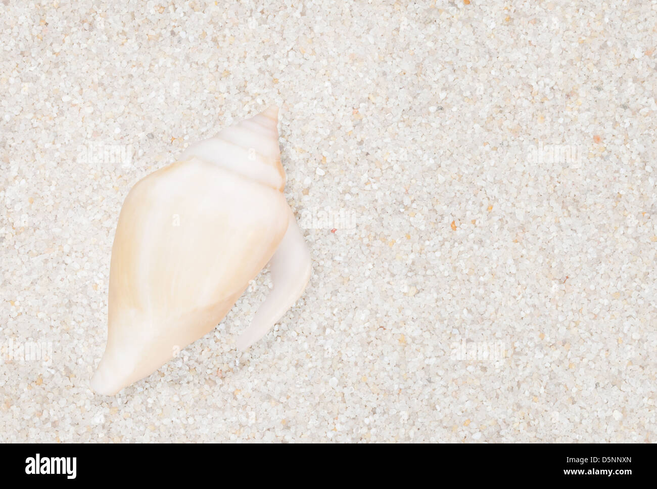 Seashell on beach Stock Photo - Alamy