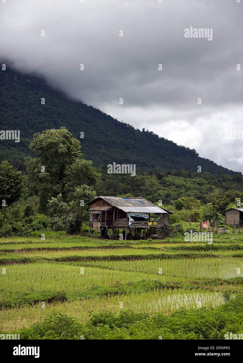 Typical village rice field hi-res stock photography and images - Alamy