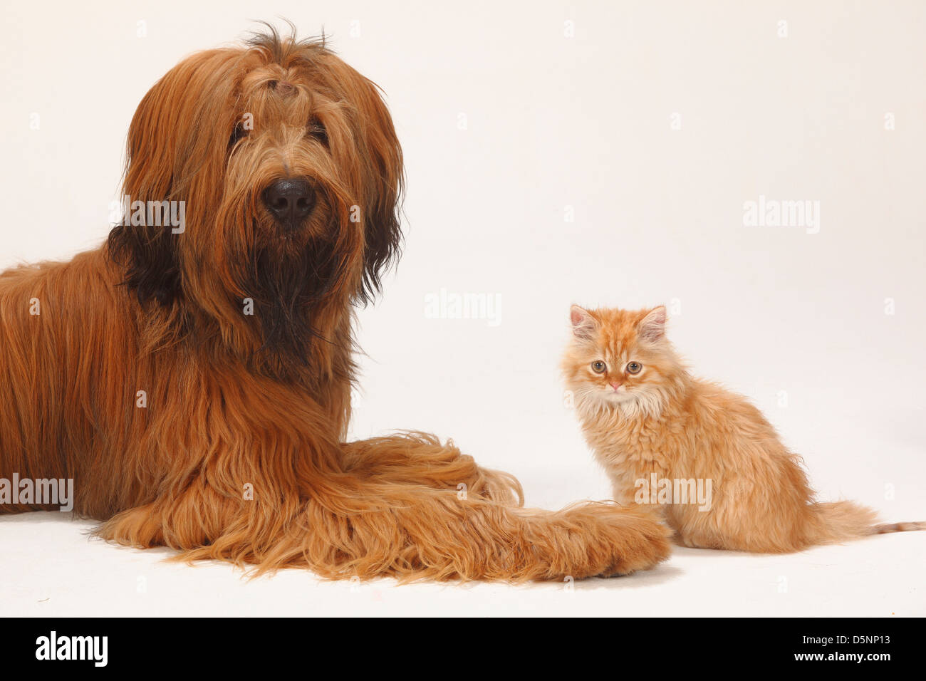 Herding cats hi-res stock photography and images - Alamy