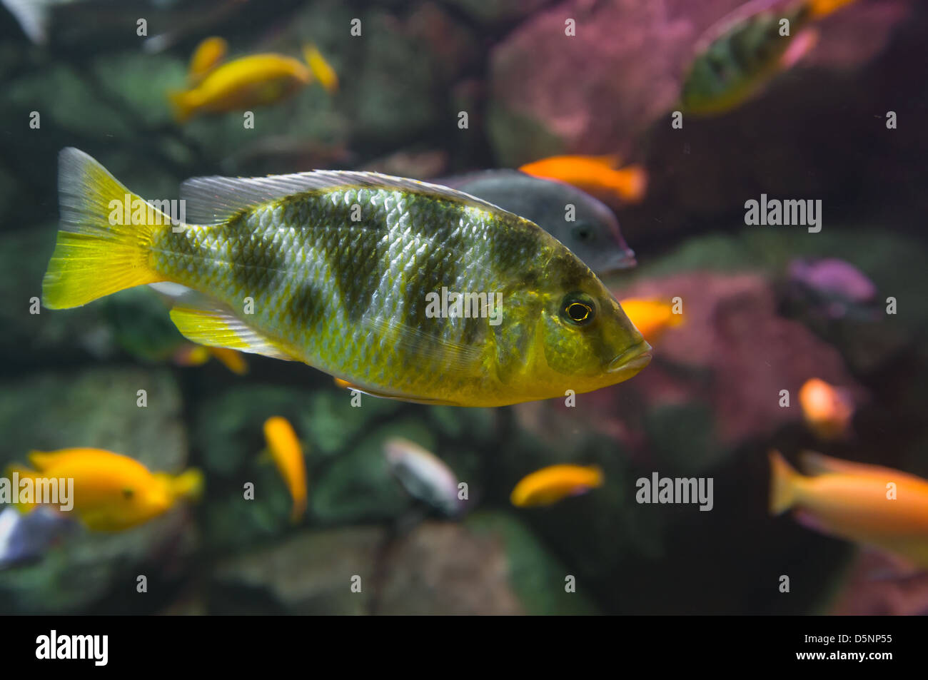 Beautiful colored fish Stock Photo - Alamy