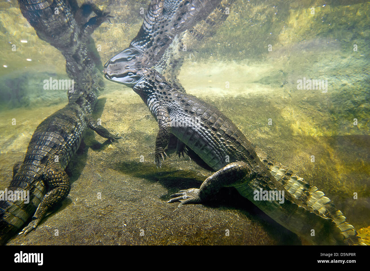 Crocodiles under the water waiting for prey Stock Photo - Alamy
