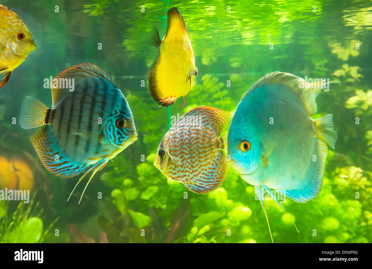 Beautiful colored fish Stock Photo - Alamy