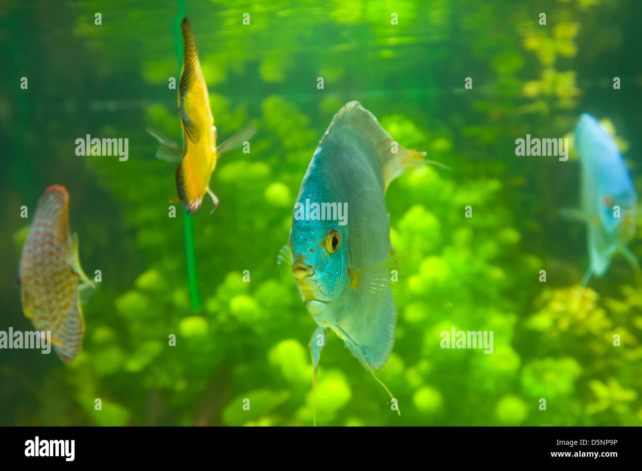 Beautiful colored fish Stock Photo - Alamy