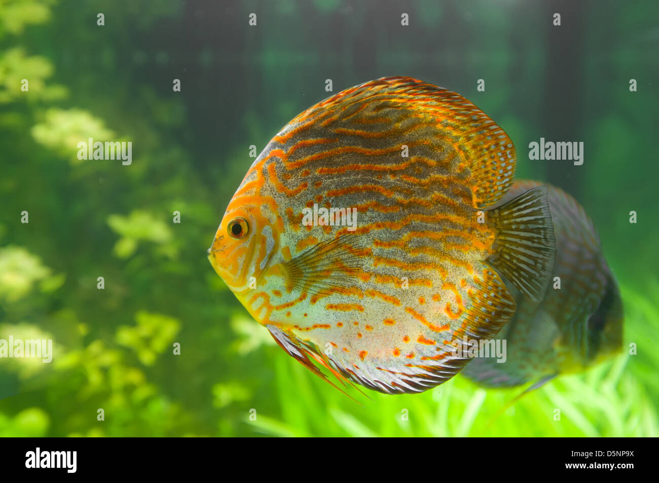 Beautiful colored fish Stock Photo - Alamy