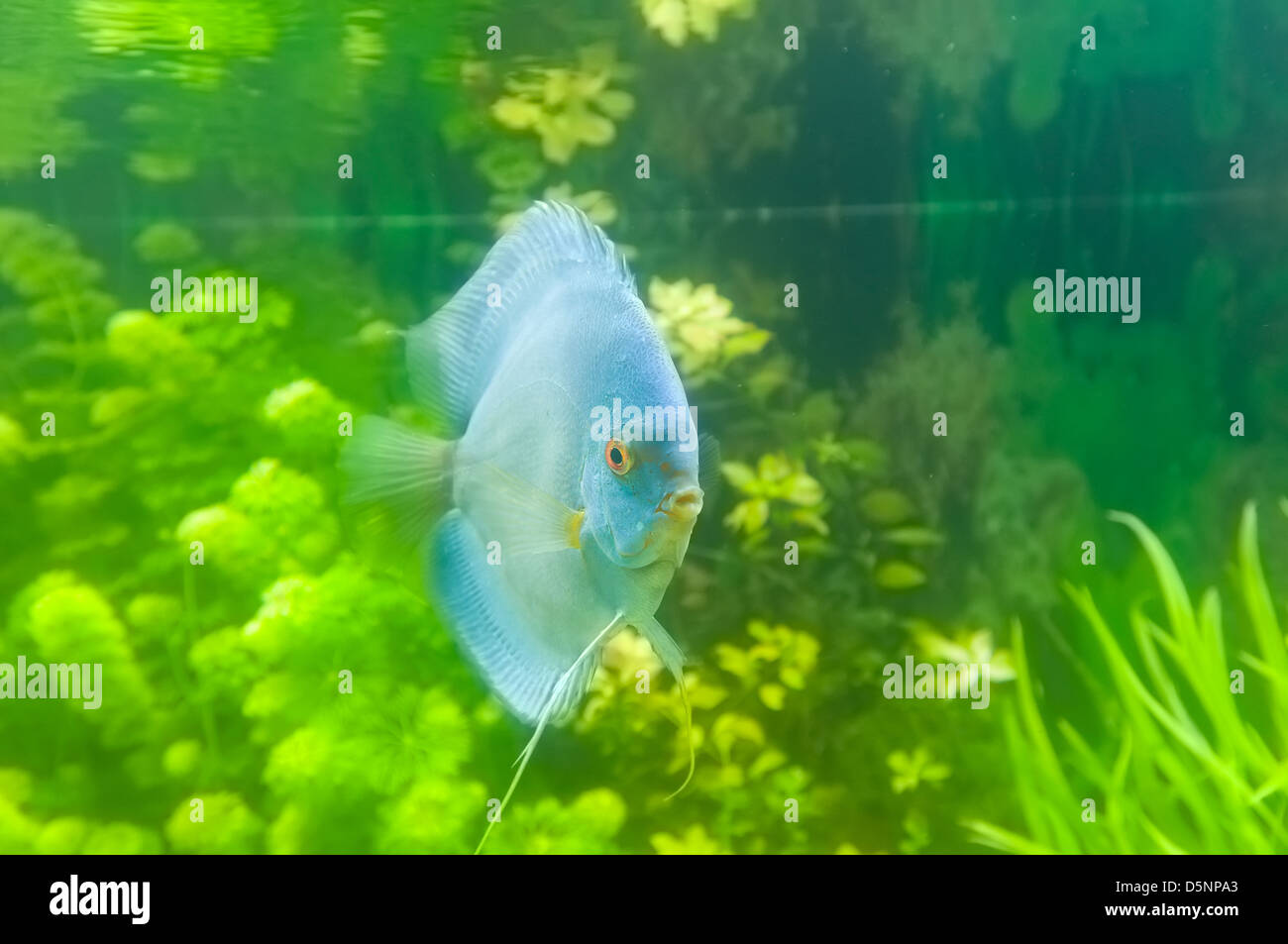 Beautiful colored fish Stock Photo - Alamy