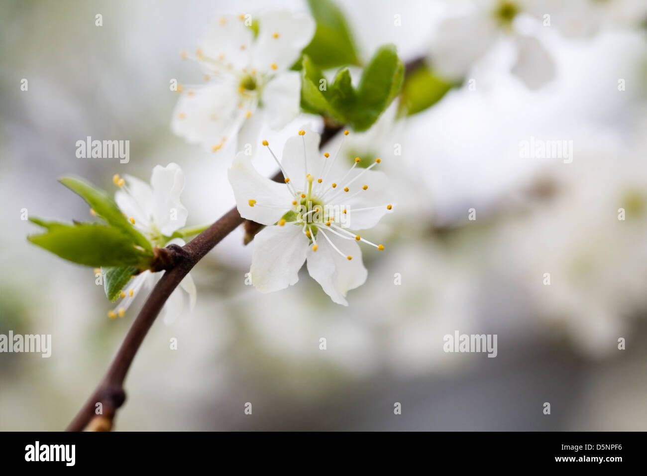 Close up of blooming plum tree Stock Photo - Alamy