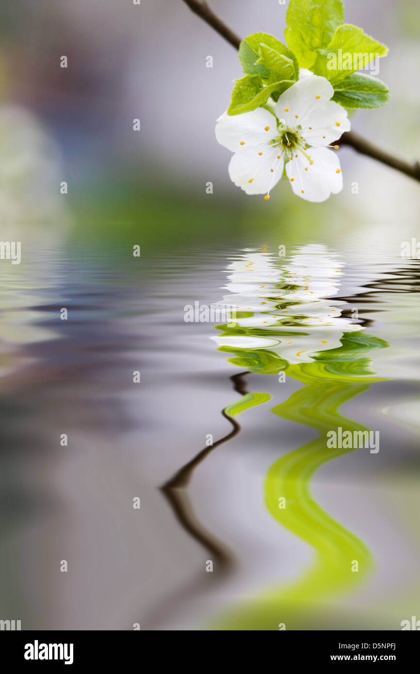 Close up of blooming plum tree Stock Photo - Alamy