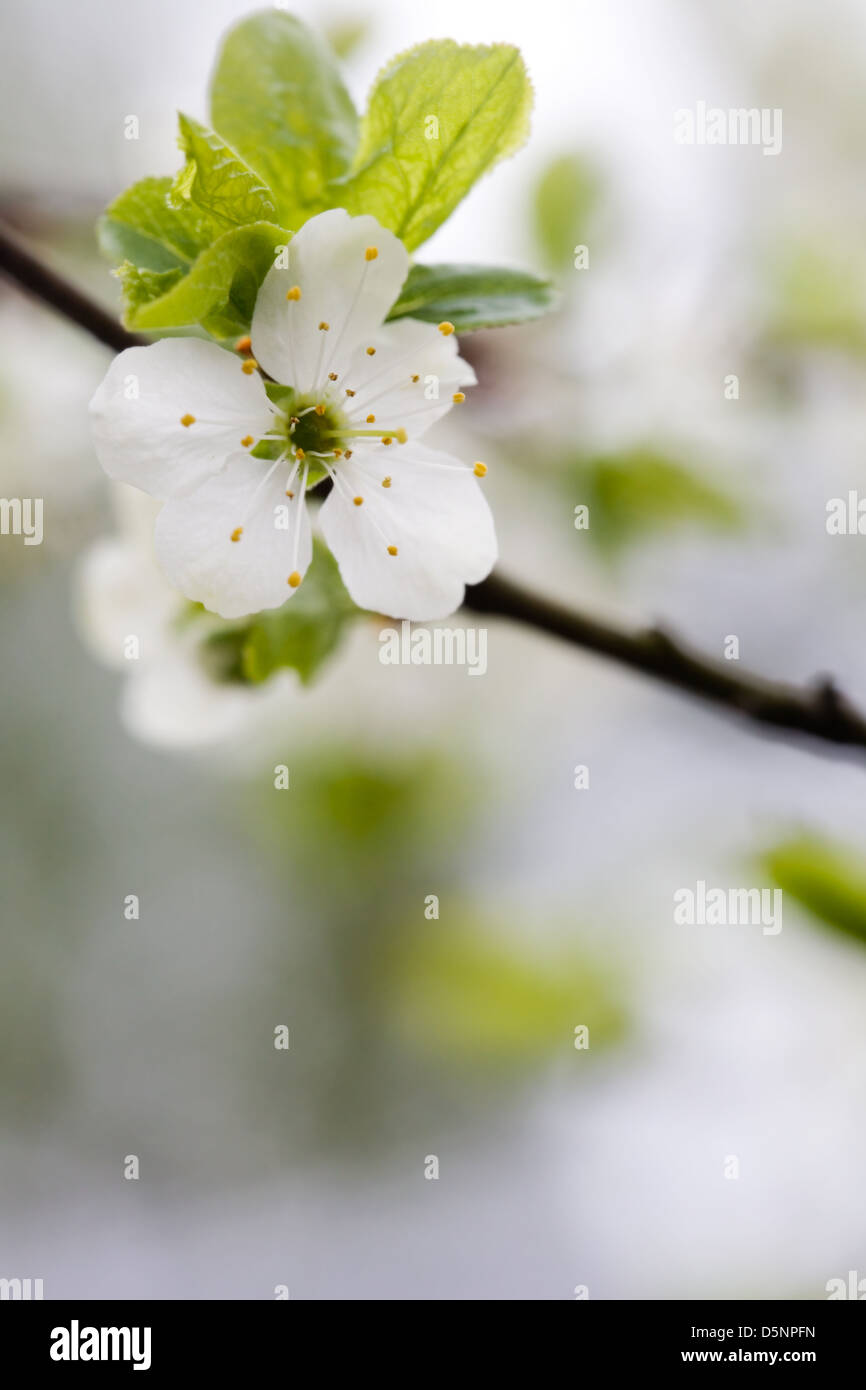 Close up of blooming plum tree Stock Photo - Alamy