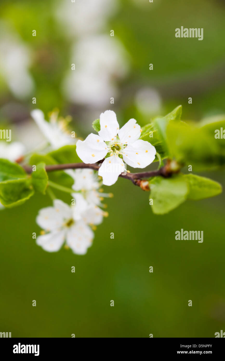 Close up of blooming plum tree Stock Photo - Alamy