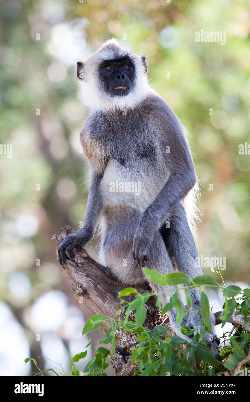 Monkey, Yala National Park, Sri Lanka Stock Photo - Alamy