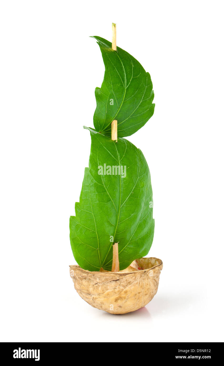 Sailboat made of walnut with a leaf as sail isolated on white ...