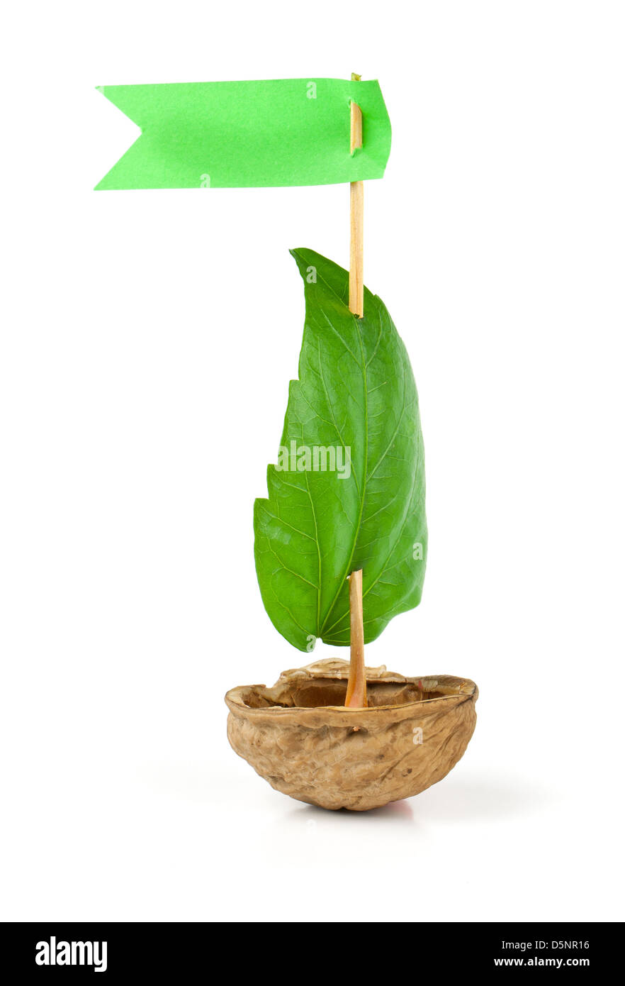 Sailboat made of walnut with a leaf as sail isolated on white ...