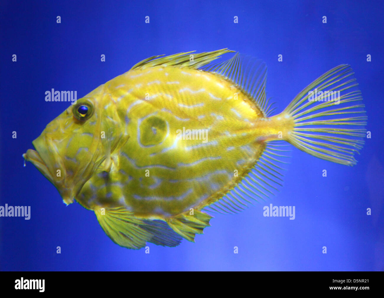 John Dory, also known as St Pierre or Peter's Fish (Zeus faber Stock ...