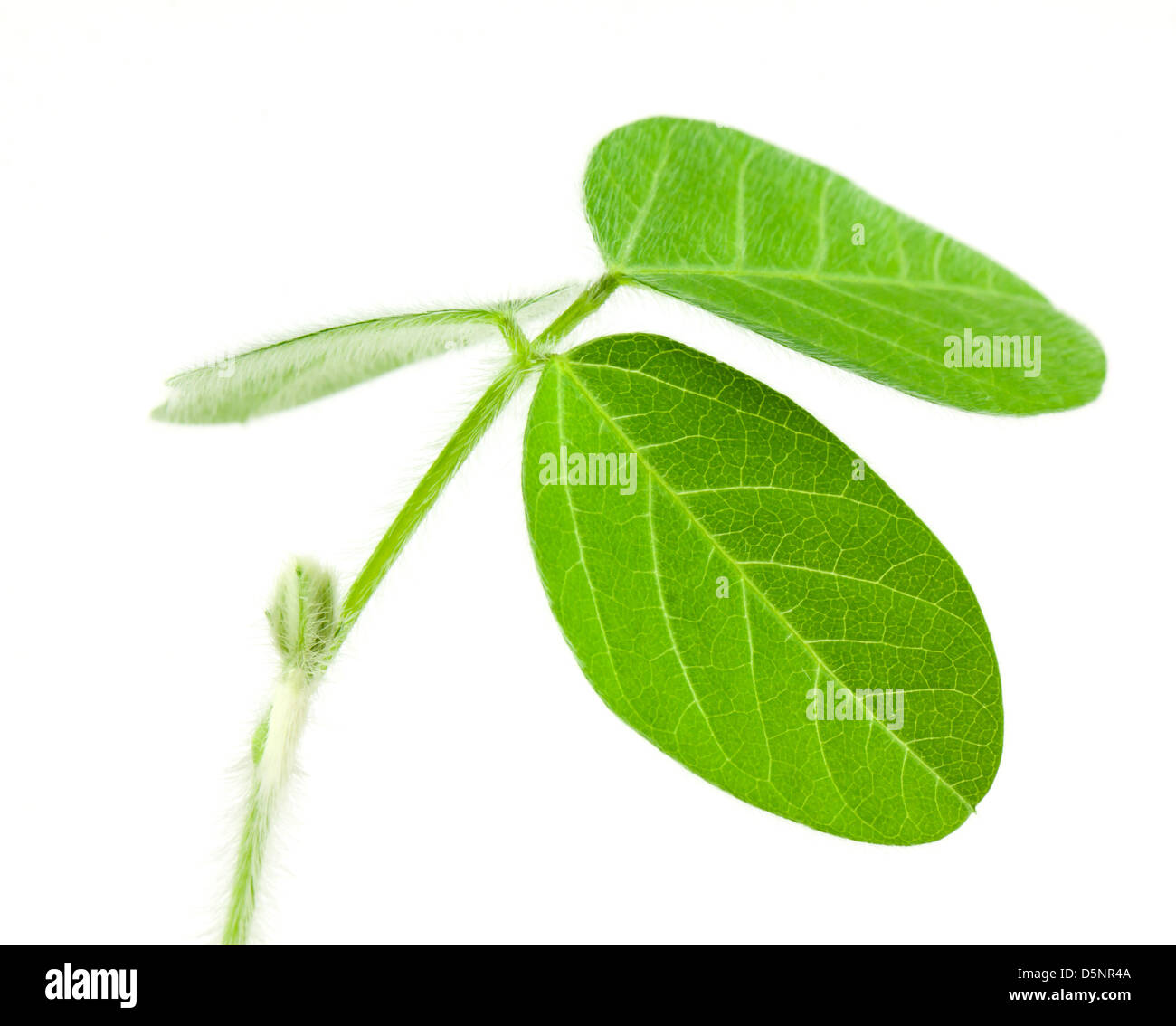 Fresh soy leaves isolated on white Stock Photo - Alamy