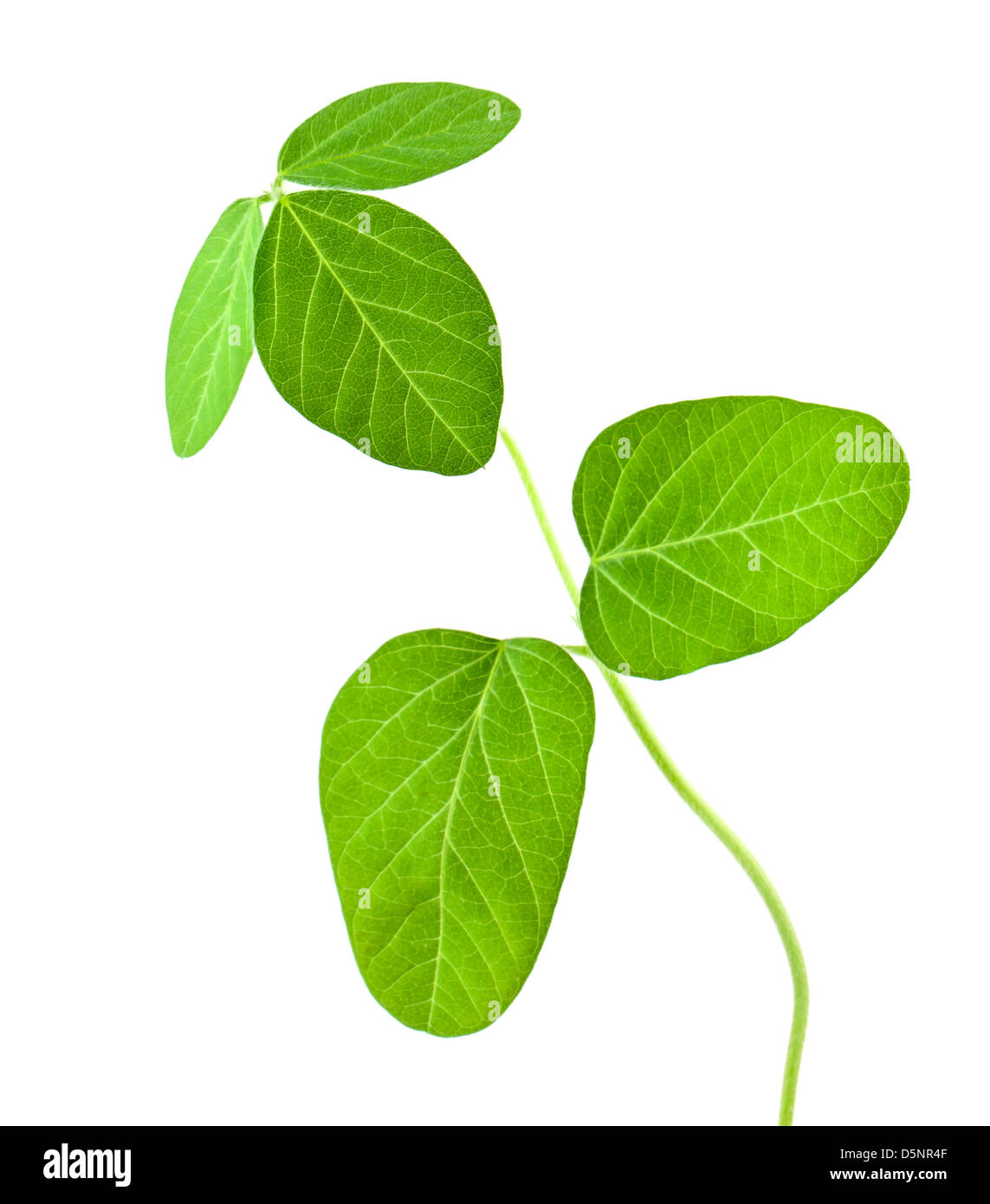 Fresh soy leaves isolated on white Stock Photo - Alamy