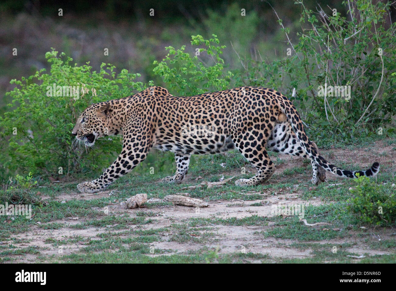 Leopard, Yala National Park, Sri Lanka Stock Photo - Alamy