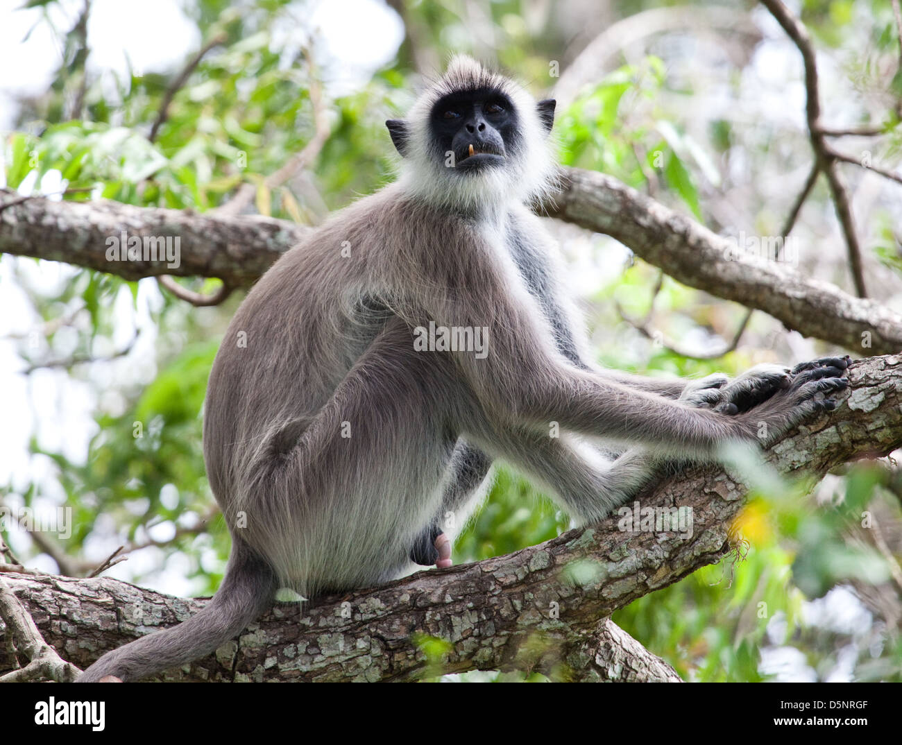 Monkey, Sri Lanka Stock Photo - Alamy