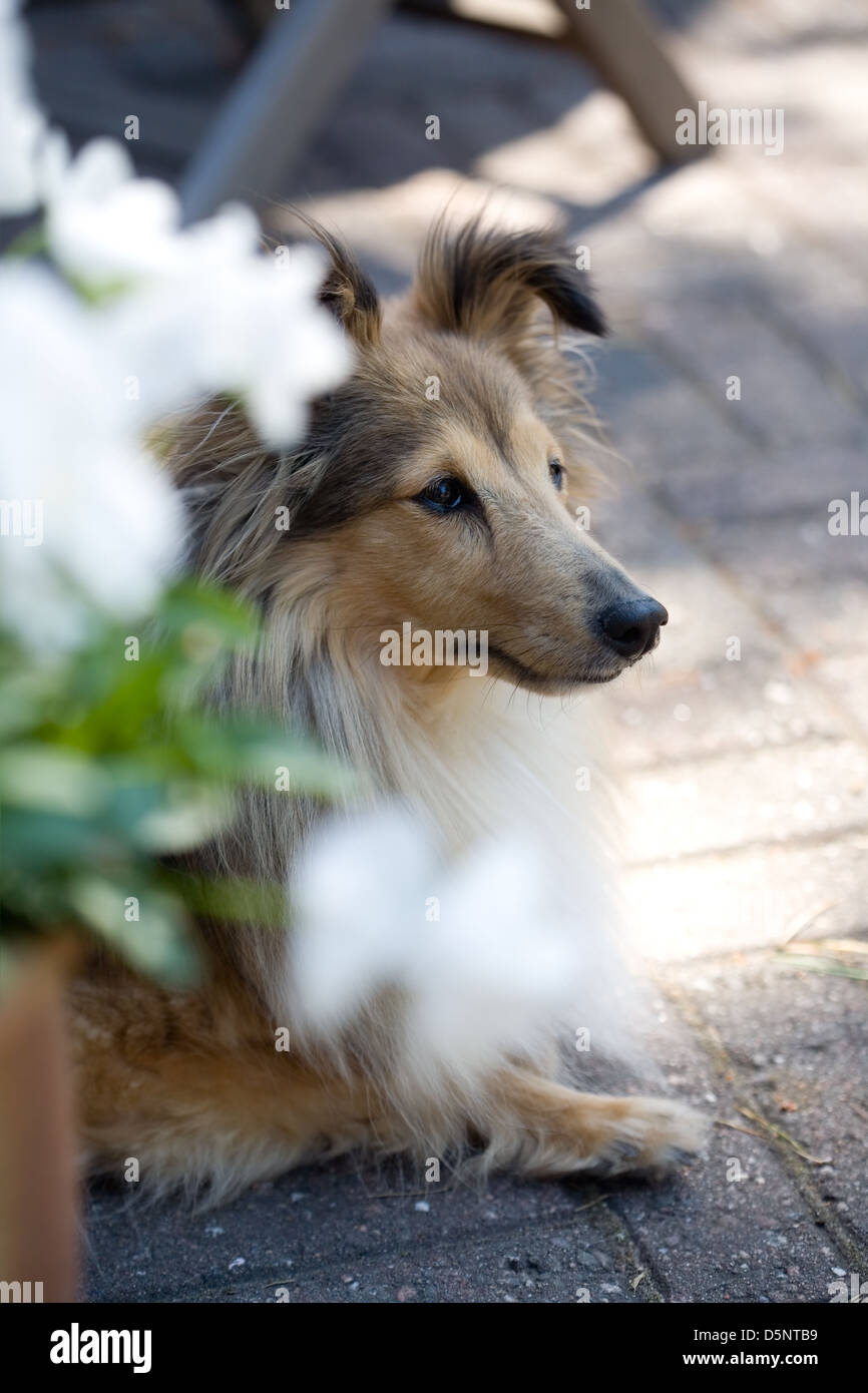 Sheltie outdoors in summer Stock Photo - Alamy