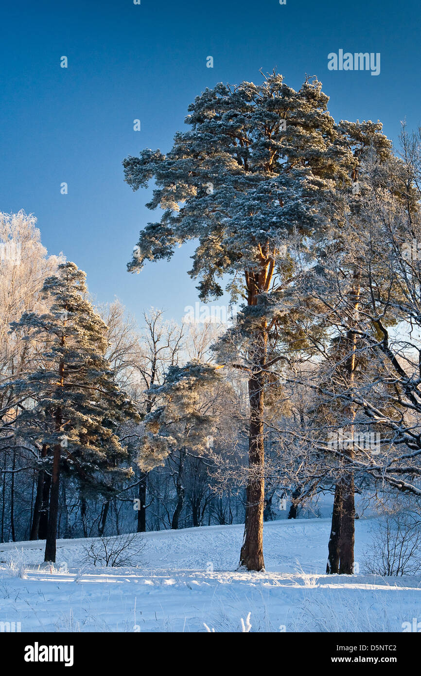 Winter morning in forest with pine trees Stock Photo - Alamy