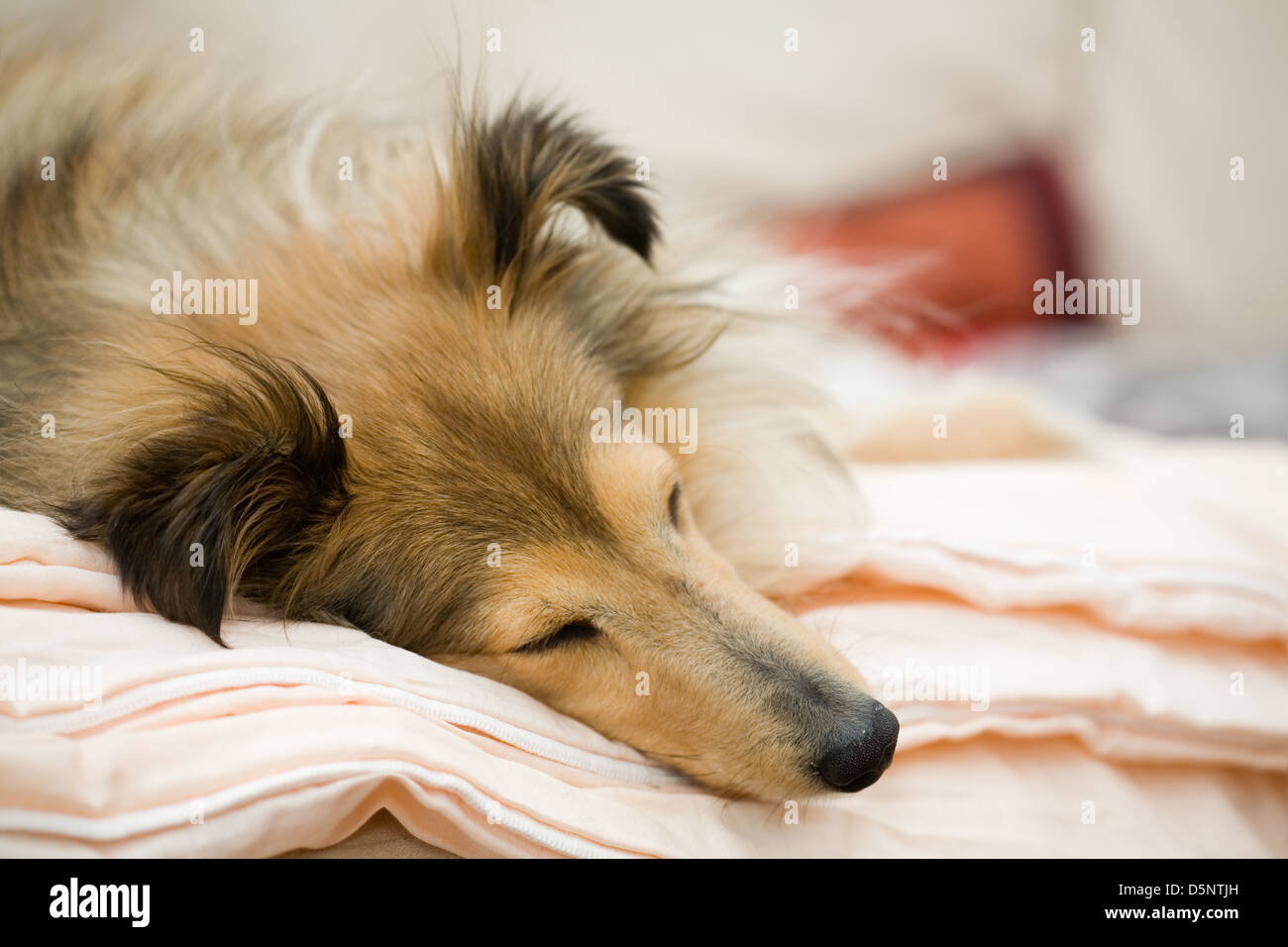Sheltie sleeping on the couch Stock Photo - Alamy