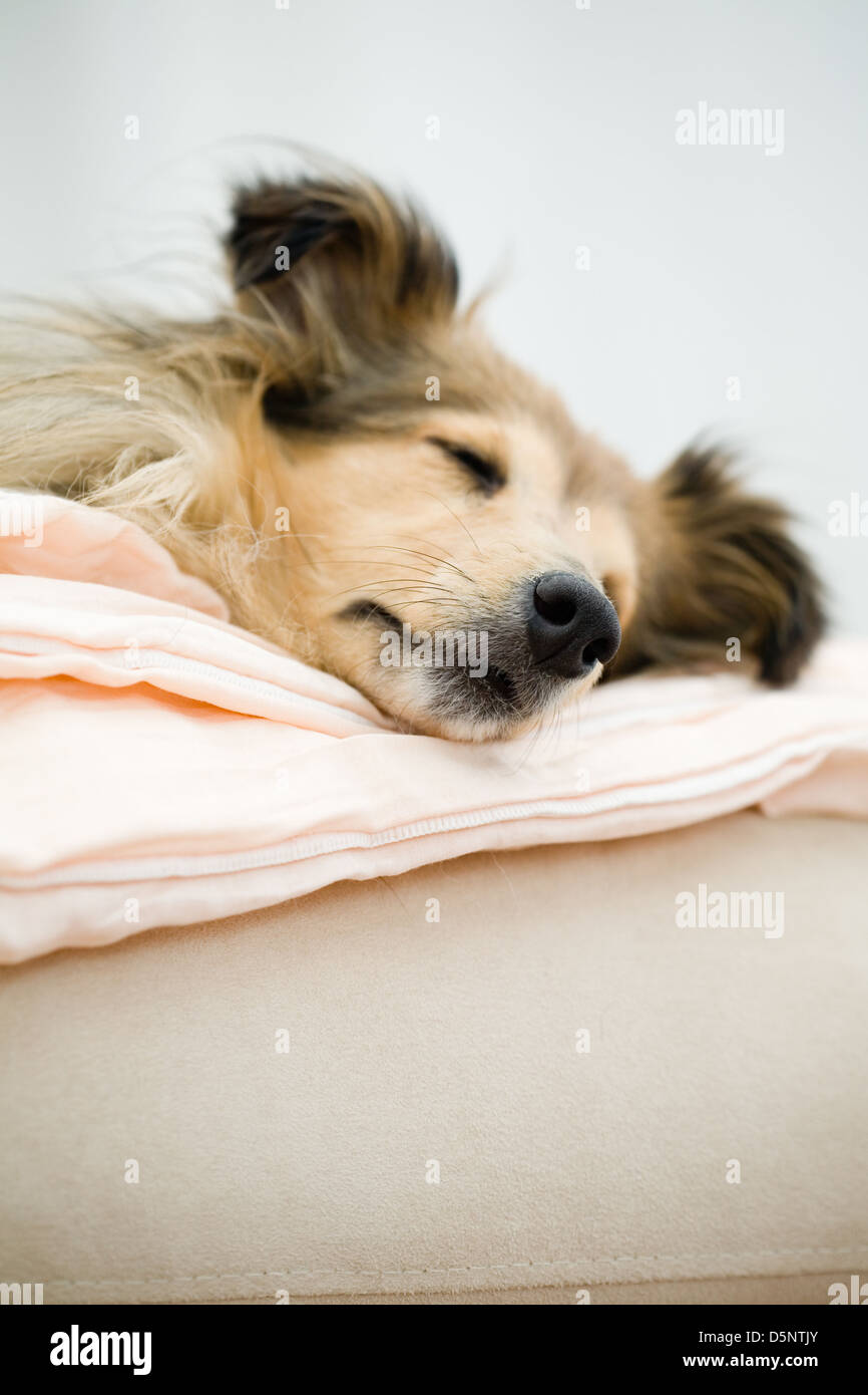 Sheltie sleeping on the couch Stock Photo - Alamy