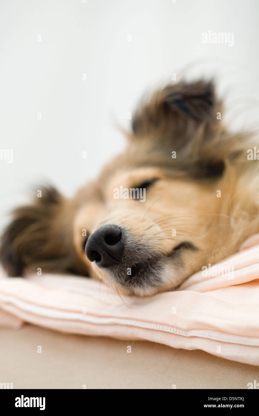 Sheltie sleeping on the couch Stock Photo - Alamy