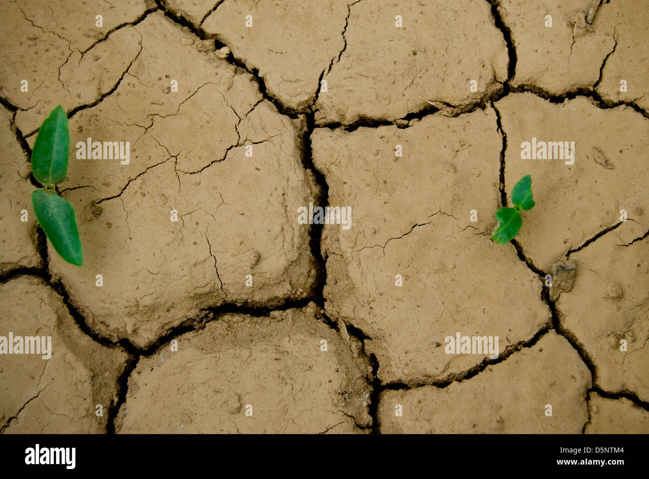 Life at dry land Stock Photo - Alamy