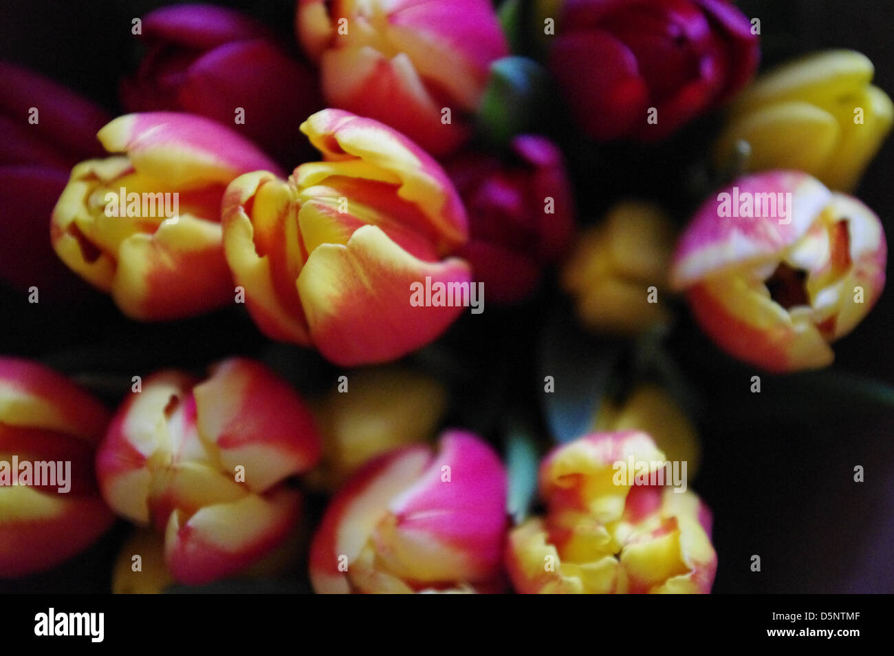 Colour spring hi-res stock photography and images - Alamy