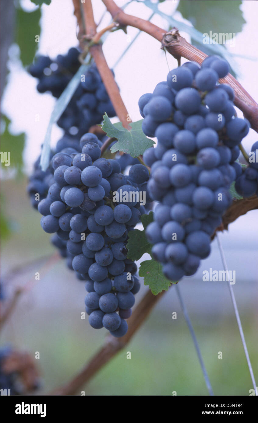 cabernet sauvignon grape Stock Photo - Alamy