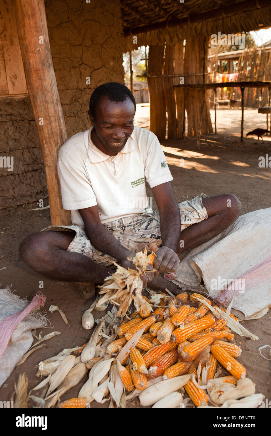 Madagascar, Morondava, Marofandilia, farmer preparing maize crop for ...