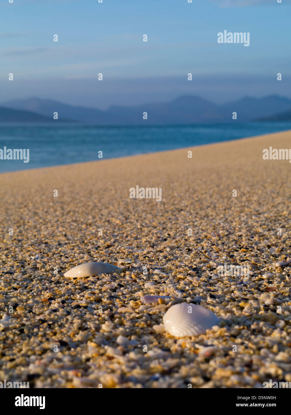 Sea shells on a scottish beach hi-res stock photography and images - Alamy
