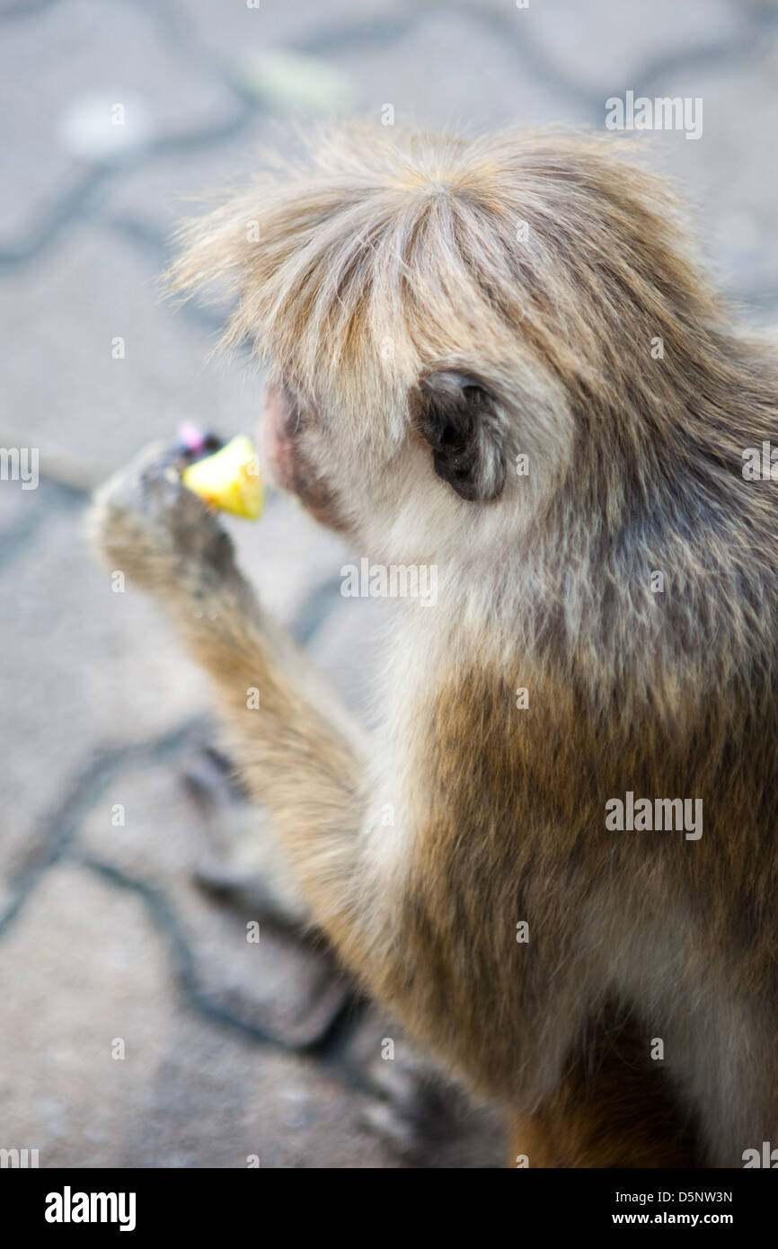 Sri Lanka Monkey Stock Photo - Alamy