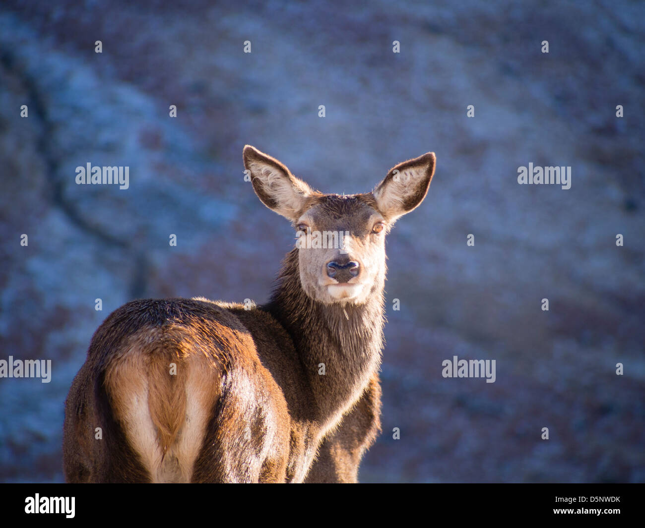Female Red Deer in the Scottish Highlands Stock Photo - Alamy