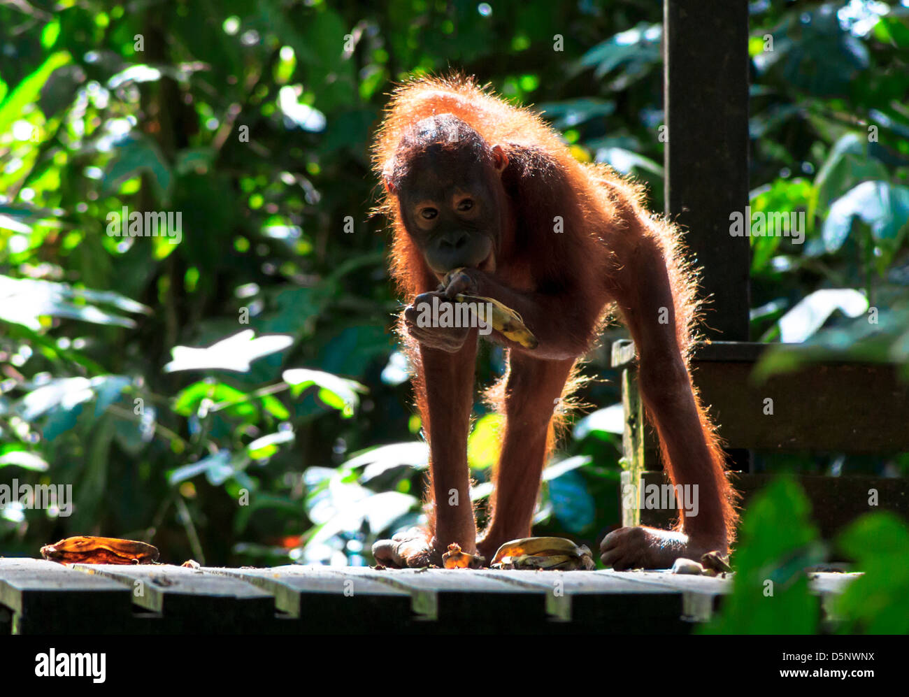 Cute Baby Orangutan in Malaysia Stock Photo - Alamy